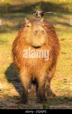 Close up of a Capybara with a bird Cattle tyrant sitting on a head ...