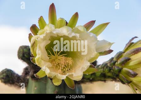 Ecuador, Cayambe. San Pedro cactus is peyote related plant Stock Photo ...