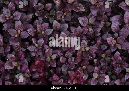 Alternanthera brasiliana 'Purple Prince' Stock Photo - Alamy