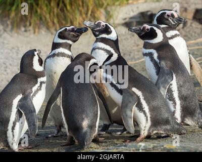 Magellanic penguin social behavior in a group, Falkland Islands Stock ...