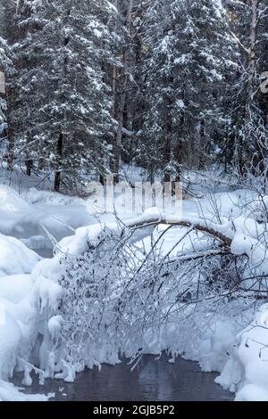 USA, Alaska. Stream and frosted tree in winter Stock Photo - Alamy
