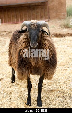 Native American, Navajo Churro sheep Stock Photo - Alamy