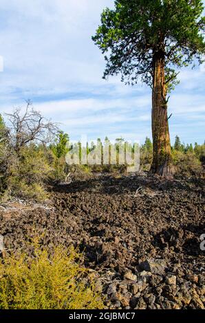 Volcanic Legacy Scenic Byway - Lava Flows at Devil's Homestead. Jumbled ...