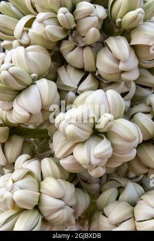 Blooming Joshua tree, Antelope Valley California Stock Photo - Alamy