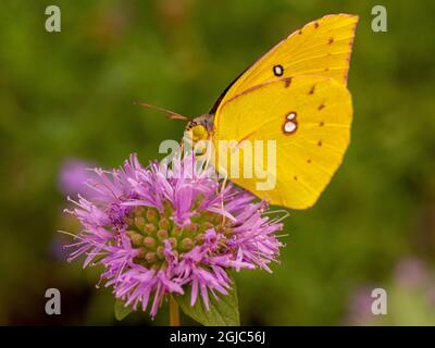 Dogface butterfly, California state insect Stock Photo - Alamy