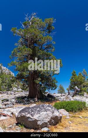 A tree growing on a rock ledge. Biosphere reserve and ski resort Arkhyz ...