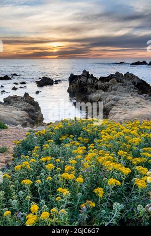 Pacific Grove and Monterey Bay at sunset with pink ice plants in bloom ...
