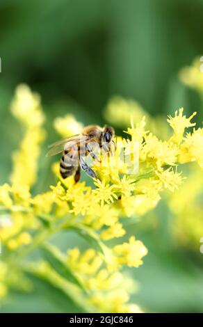 Bee on Goldenrod Stock Photo - Alamy