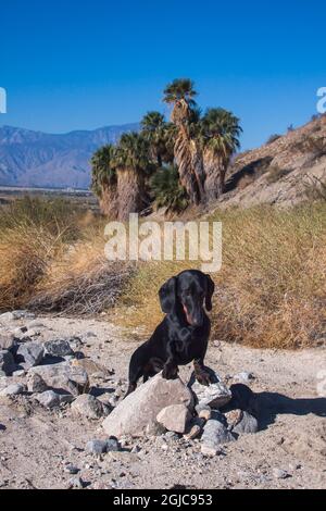 Doxen in the desert Stock Photo - Alamy