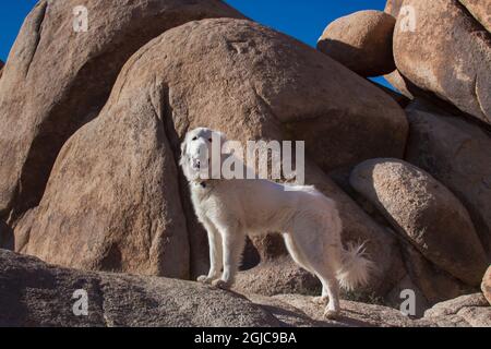 Great Pyrenees on granite boulders Stock Photo - Alamy