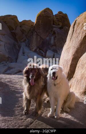 Great Pyrenees and Leonberger on granite boulders Stock Photo - Alamy