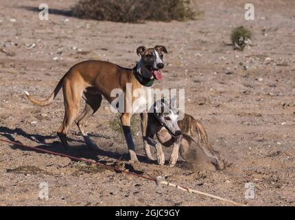 Whippets in motion Stock Photo - Alamy