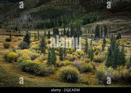 Stand of willows and evergreen trees below hillside of aspen trees ...