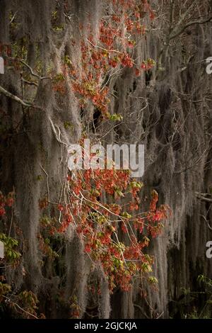 Florida cypress seed pods Stock Photo - Alamy
