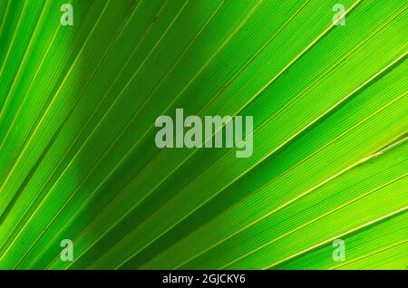 USA, Florida. Backlit palm frond Stock Photo - Alamy