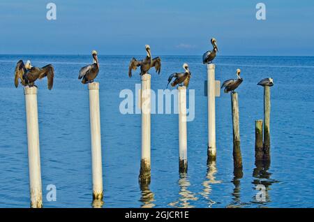 BROWN PELICAN ON POST CEDAR KEY FLORIDA USA Stock Photo - Alamy