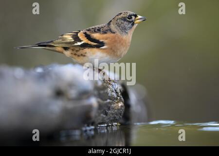 Brambling (Fringilla montifringilla). Foto: Magnus Martinsson / TT ...