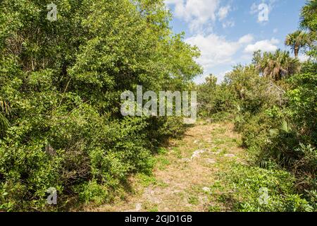 Exotic and invasive Brazilian pepper grows unchecked throughout south ...