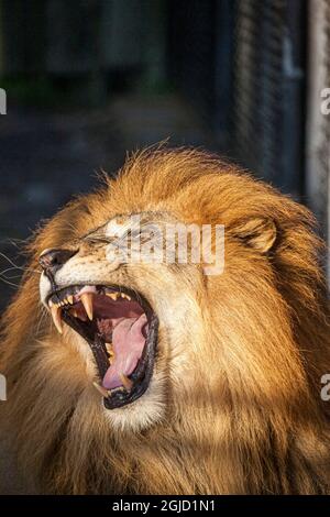 A male lion, by his nature, exudes a kingly look Stock Photo - Alamy