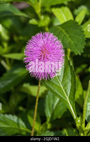 Powderpuff (Mimosa strigillosa), Florida, USA, Pink Powderpuff Flower ...