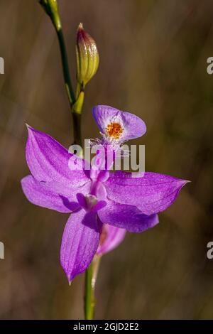 Grass Pink Orchid Calopogon Florida USA Stock Photo - Alamy