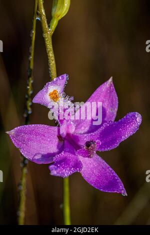 Grass Pink Orchid Calopogon Florida USA Stock Photo - Alamy