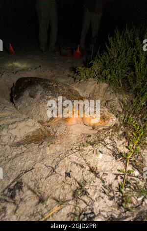 Nesting loggerhead sea turtle in Florida Stock Photo - Alamy