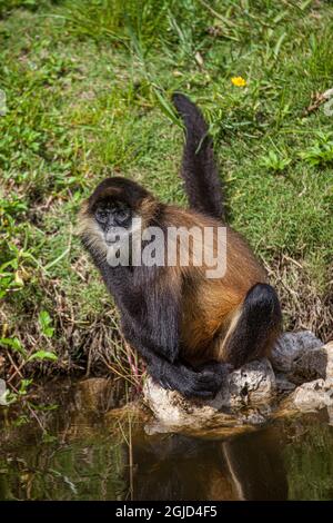 Spider monkey at water's edge Stock Photo - Alamy