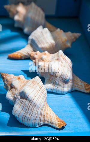 Souvenir shells for sale at Robbie's of Islamorada in the Florida Keys ...
