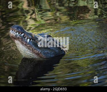 USA, Florida, St Augustine Gator Farm wild tricolor heron Stock Photo ...