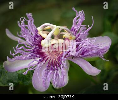 purple passionflower (Passiflora incarnata Stock Photo - Alamy