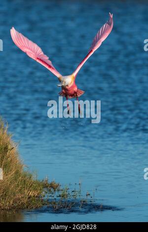 Roseate Spoonbill Flying Over the Water Stock Photo - Alamy