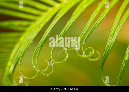 USA, Georgia, Savannah. Spring sago palm with curly foliage Stock Photo ...