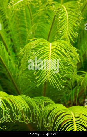USA, Georgia, Savannah. Spring sago palm with curly foliage Stock Photo ...