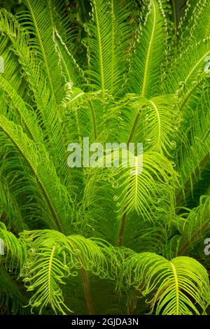 USA, Georgia, Savannah. Spring sago palm with curly foliage Stock Photo ...