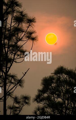 sunset on the forest with smoke Stock Photo - Alamy