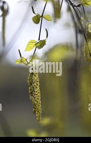 Birch pollen on a tree Photo Janerik Henriksson / TT code100110 Stock ...
