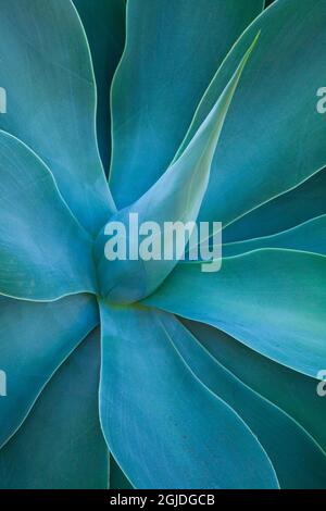 USA, Hawaii, Maui, Agave Plant with fresh green leaves Stock Photo - Alamy