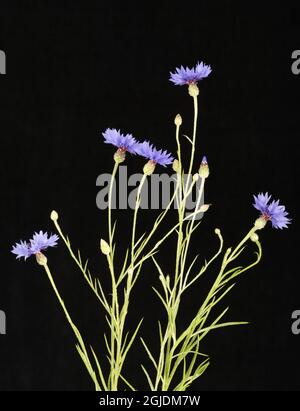 Cornflower Photo: Kjell-Arne Larsson / TT / code 2256 Stock Photo - Alamy