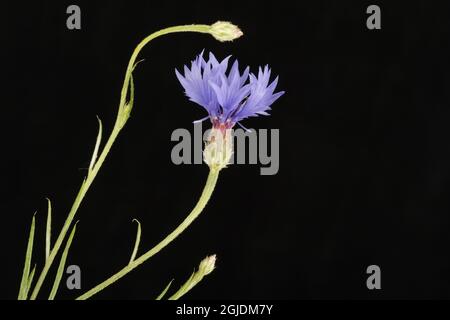 Cornflower Photo: Kjell-Arne Larsson / TT / code 2256 Stock Photo - Alamy