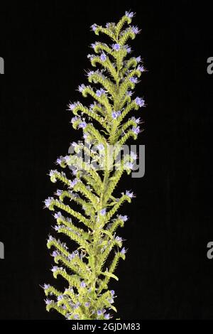 Viper's bugloss, Blue weed or blue thistle Photo: Kjell-Arne Larsson ...