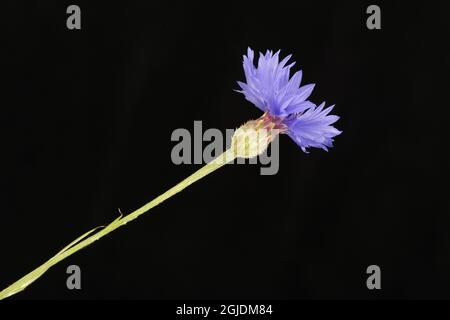 Cornflower Photo: Kjell-Arne Larsson / TT / code 2256 Stock Photo - Alamy