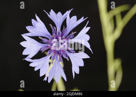 Cornflower Photo: Kjell-Arne Larsson / TT / code 2256 Stock Photo - Alamy