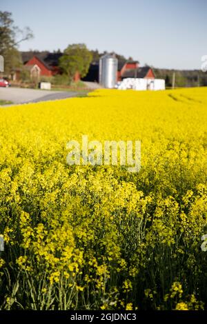 Yellow rapeseed field Photo: Christine Olsson / TT / code 11086 Stock ...