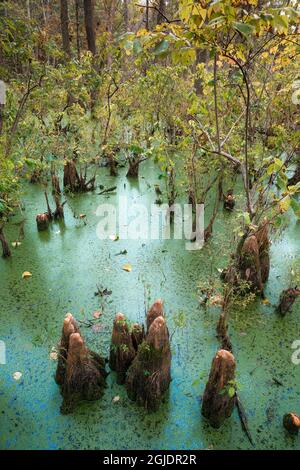 Cypress Knees, Bold Cypress Swamp, Twin Swamps Nature Preserve, Indiana ...