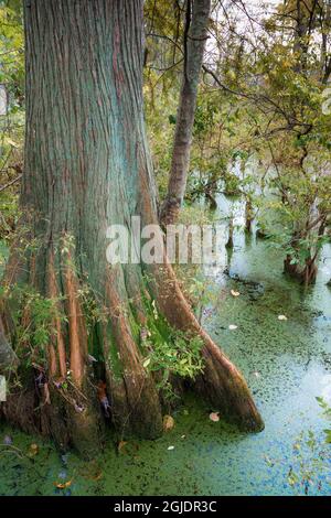 Bold Cypress Swamp, Twin Swamps Nature Preserve, Indiana, Midwest, USA ...