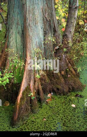 Bold Cypress Swamp, Twin Swamps Nature Preserve, Indiana, Midwest, USA ...