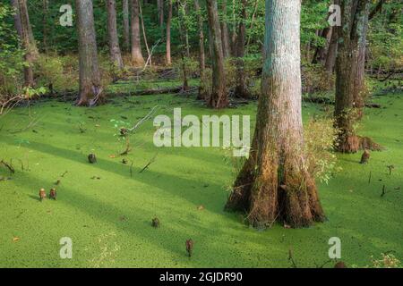 Bold Cypress Swamp, Twin Swamps Nature Preserve, Indiana, Midwest, USA ...