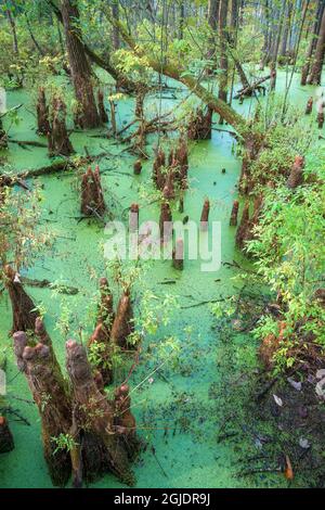 Bold Cypress Swamp, Twin Swamps Nature Preserve, Indiana, Midwest, USA ...
