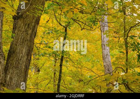 Fall Forest Foliage in Clifty Creek Park, Southern Indiana Stock Photo ...